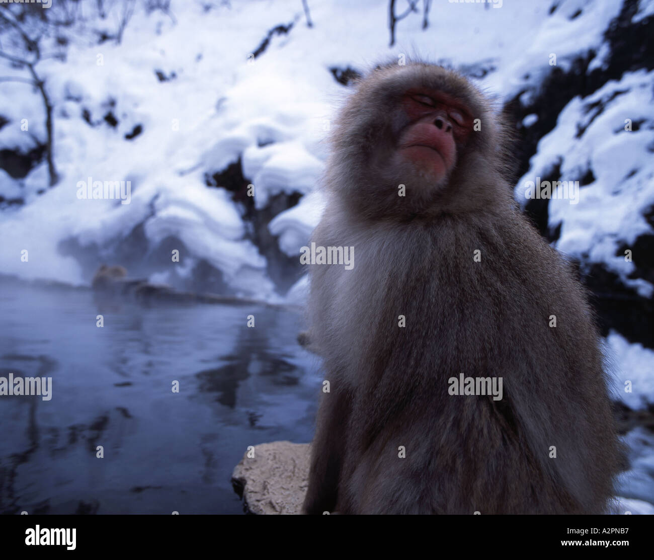 Japanese Snow Monkey Macaque Fuscata These wild monkeys live in ...