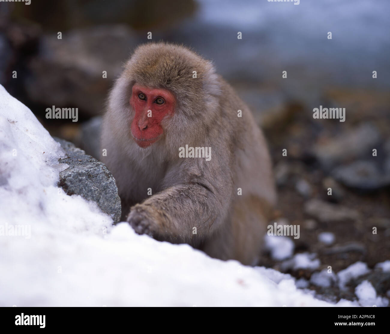 Monkey food washing hi-res stock photography and images - Alamy