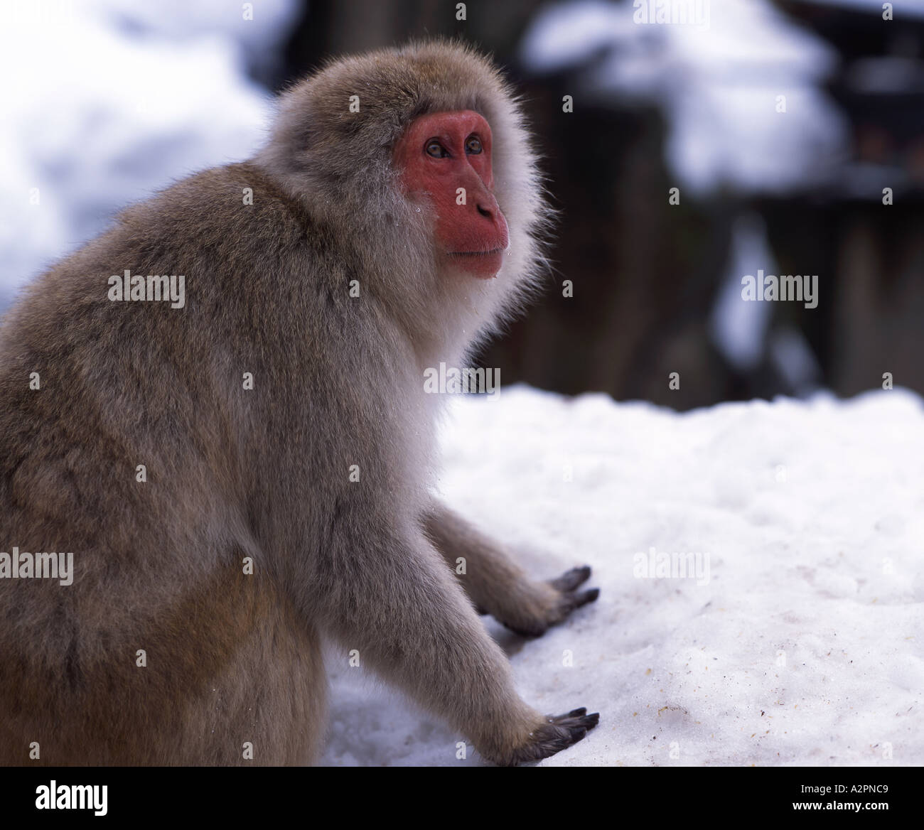 Monkey food washing hi-res stock photography and images - Alamy