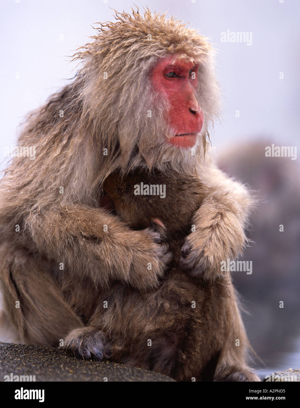 Japanese Snow Monkey Macaque Fuscata These wild monkeys live in ...