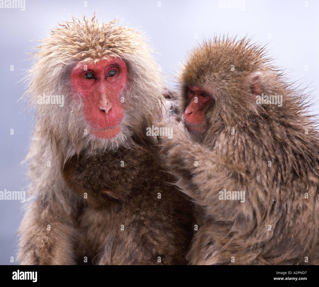 Japanese Snow Monkey Macaque Fuscata These wild monkeys live in ...