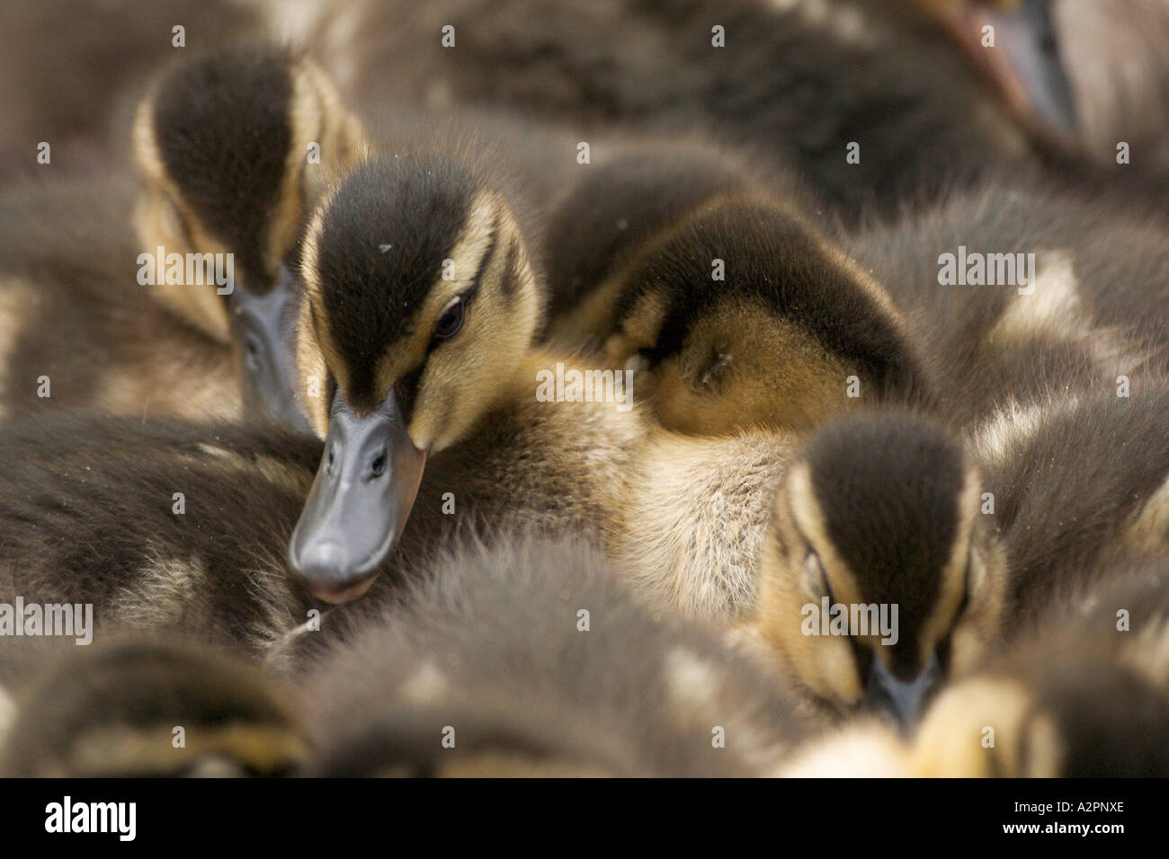 Very cute mallard young ducklings huddled together in a soft and cosy nest. (Anas platyrhynchos ...