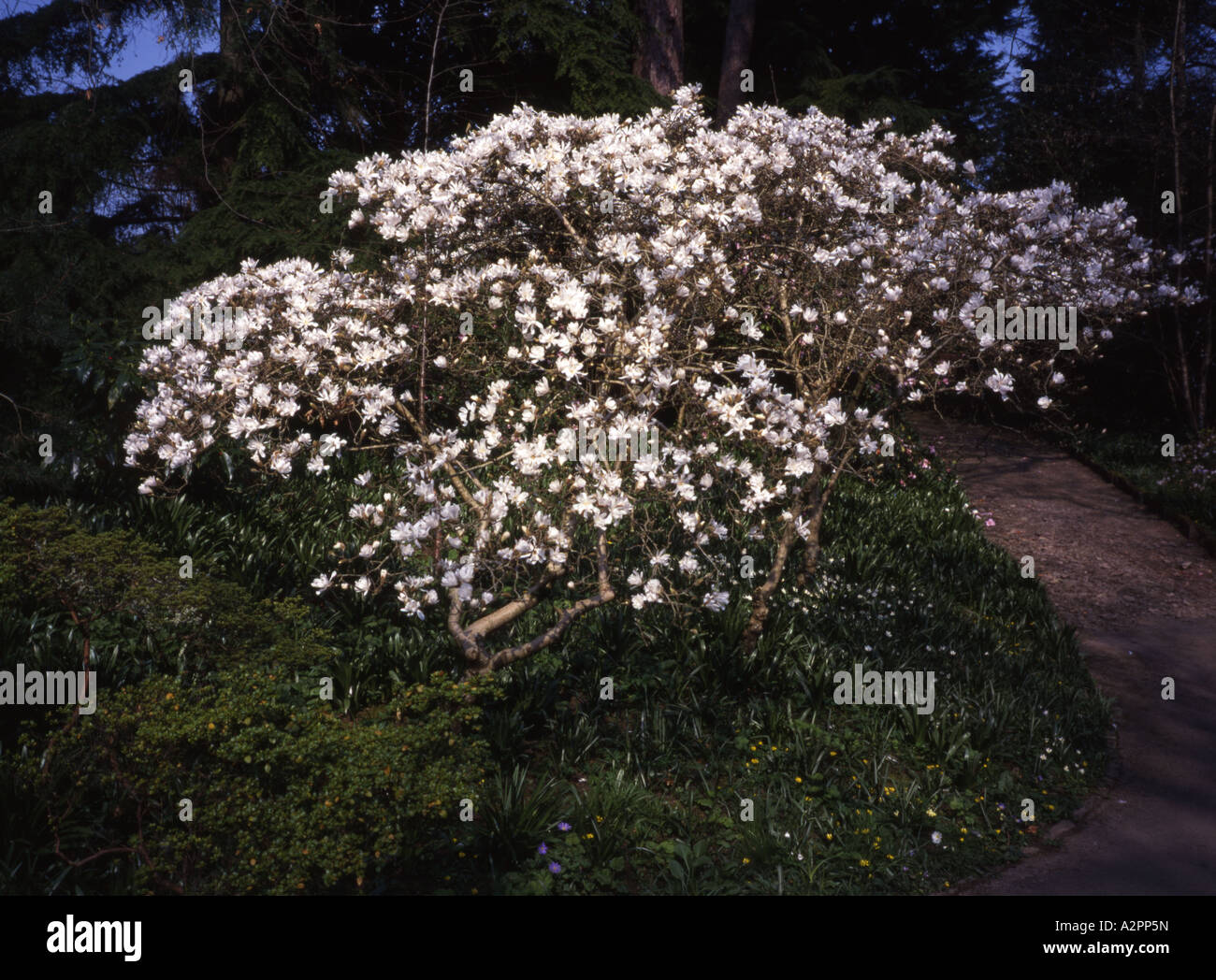 Magnolia stellata in flower in spring with underplanting of bulbs. UK ...