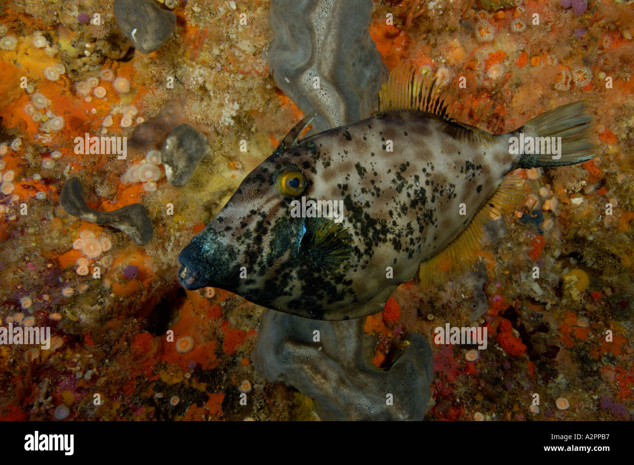 Leatherjacket female Parika scaber Barren Arch Poor Knights New Zealand ...