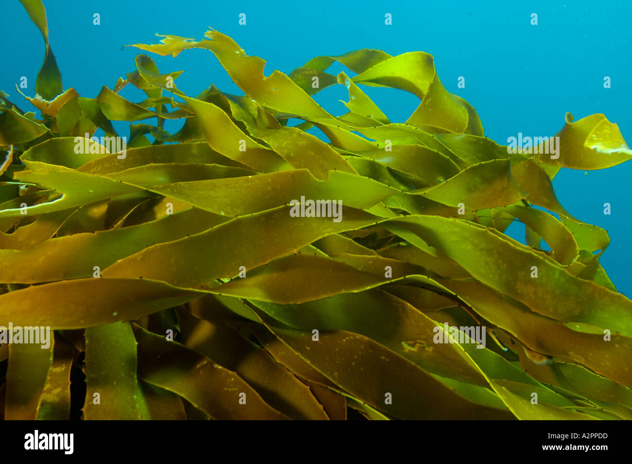 Strap kelp Lessonia variegata Barren Arch Poor Knights Islands New ...