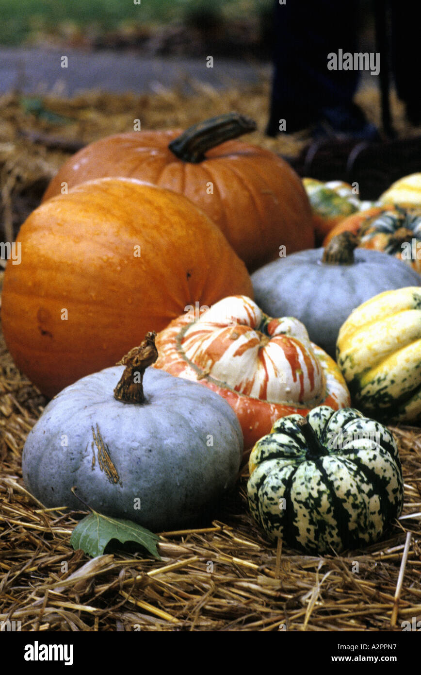 a collection of gourds Stock Photo - Alamy