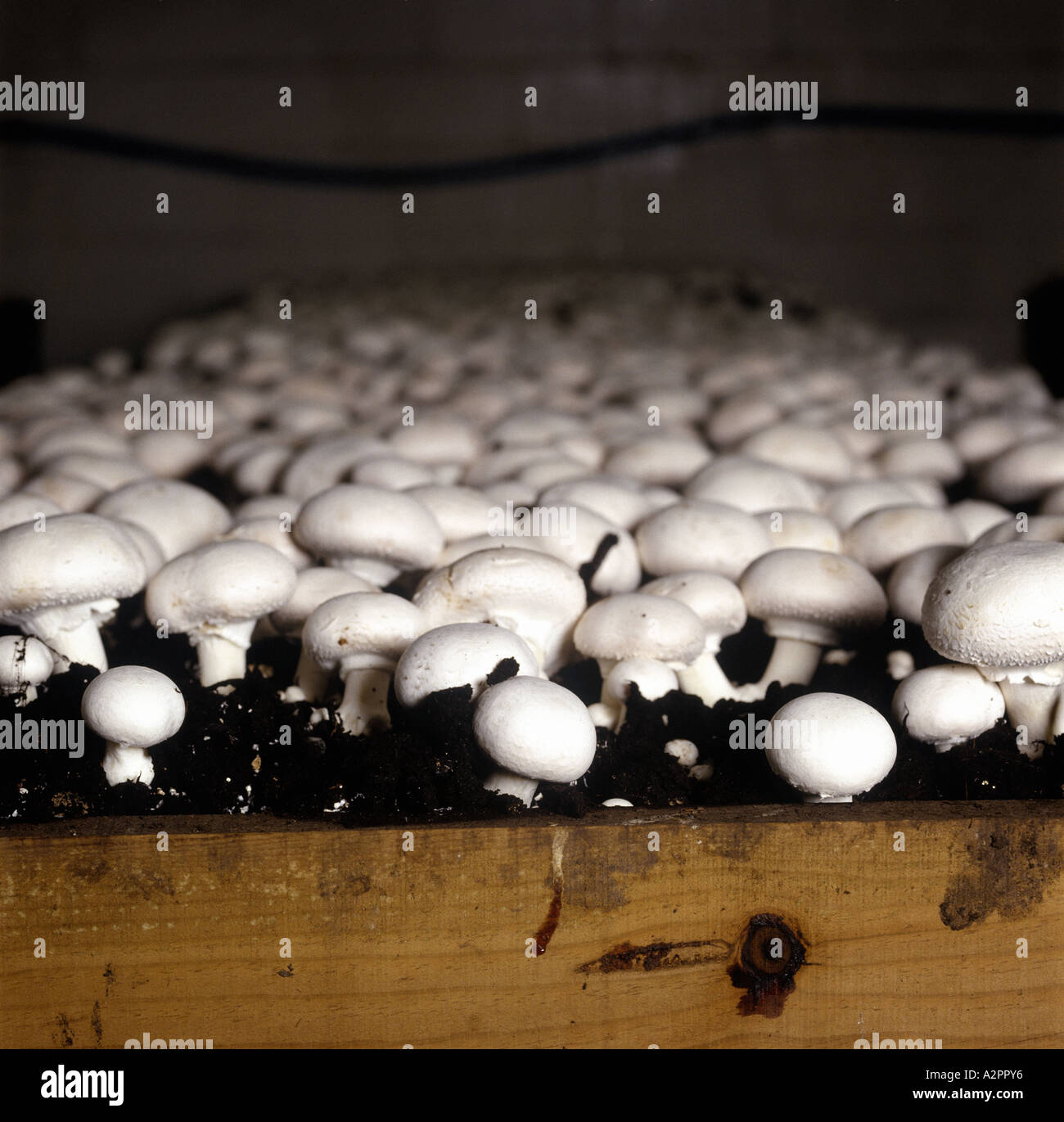 Mushrooms growing in garden soil hi-res stock photography and images ...