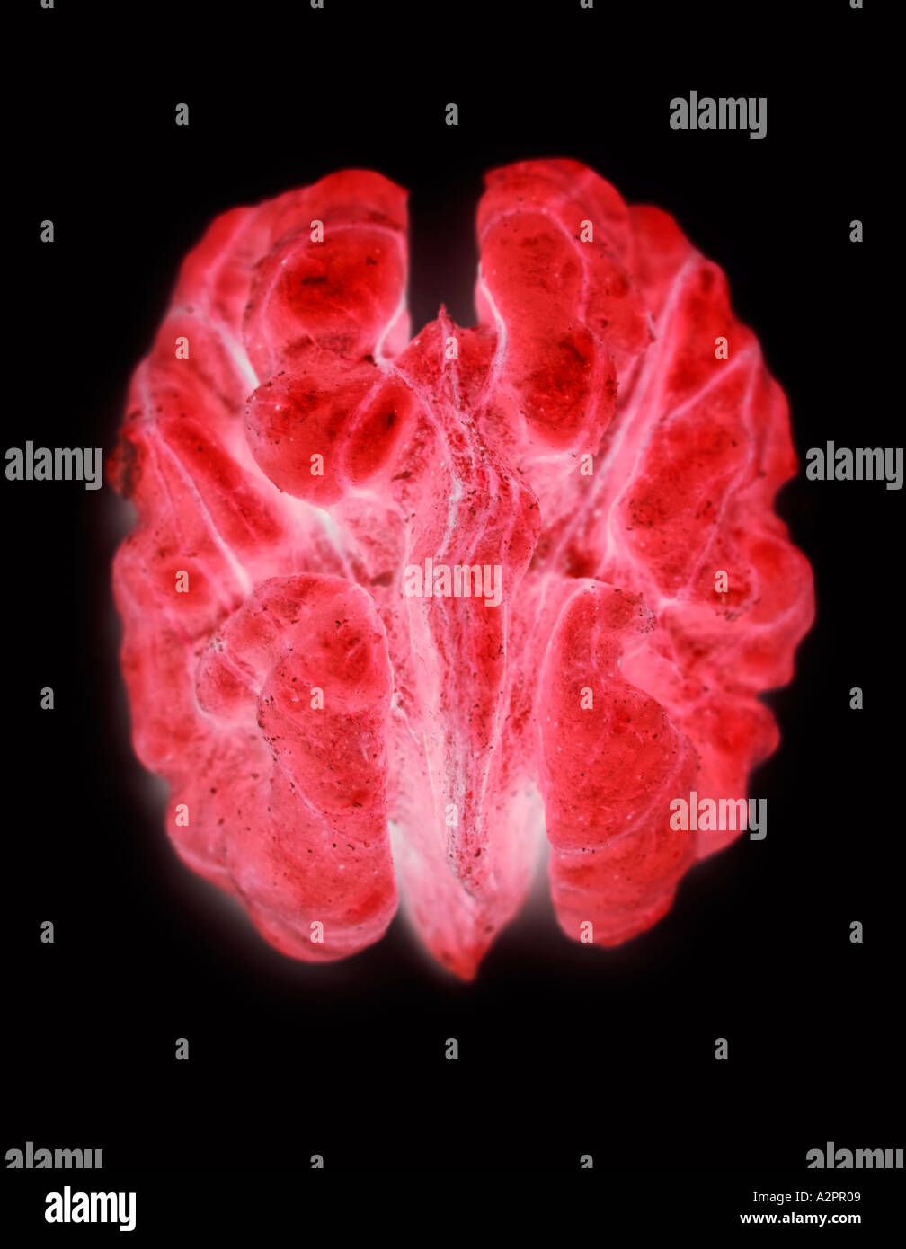 Walnut brain hi-res stock photography and images - Alamy