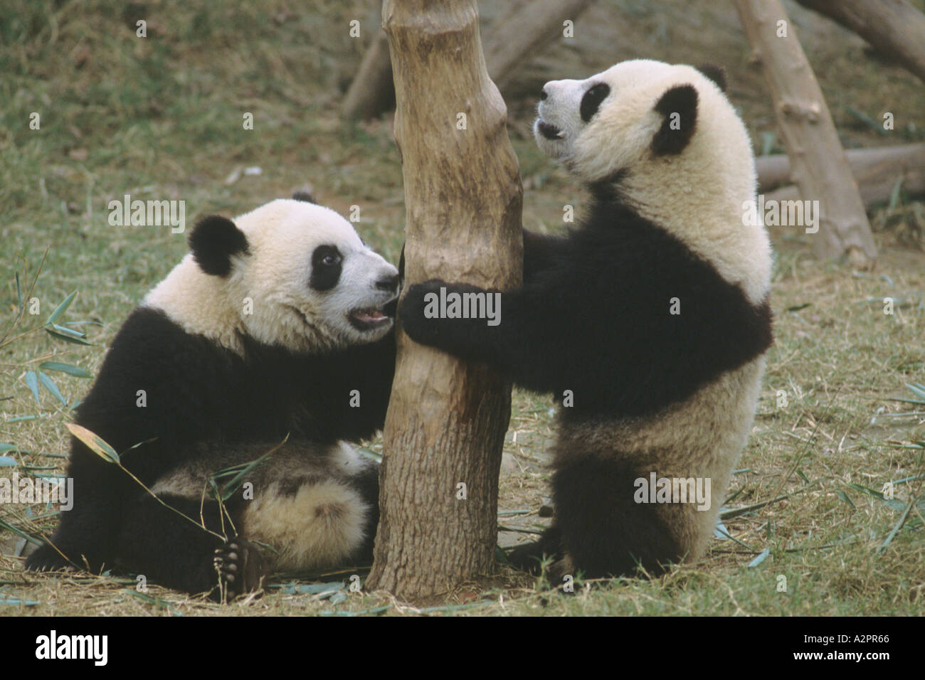China Sichuan giant panda Stock Photo - Alamy