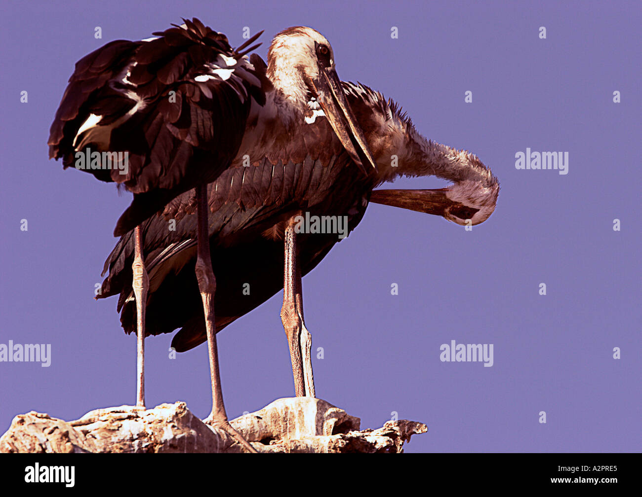 Maguri High Resolution Stock Photography and Images - Alamy