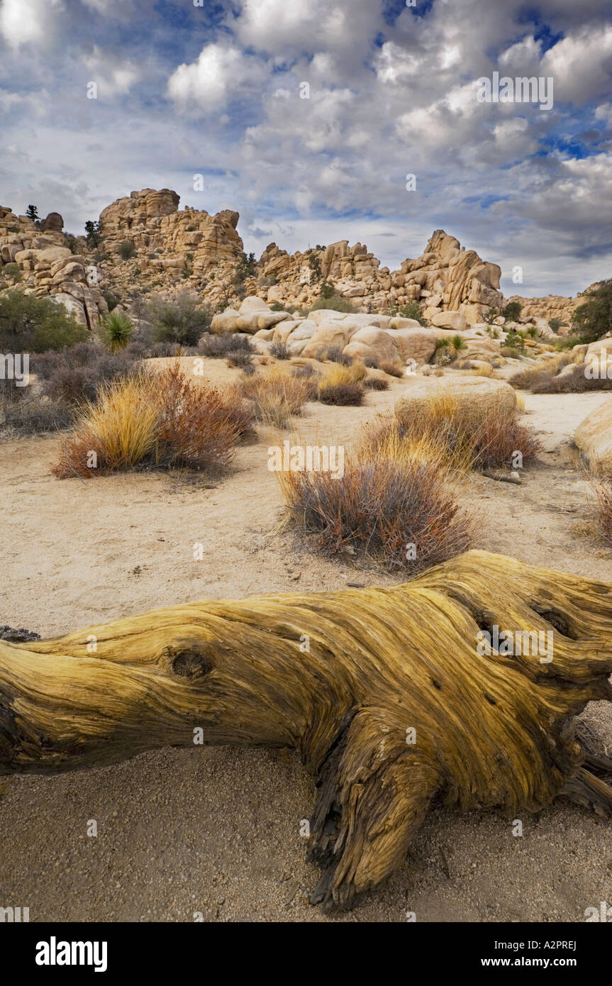 Dessicated tree hi-res stock photography and images - Alamy