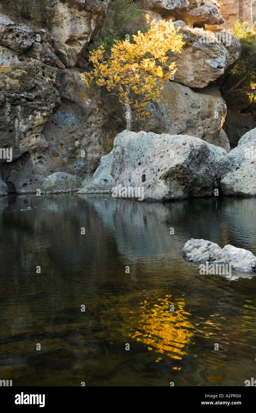 Solitary tree reflected at sunset, The Rock Pool, Malibu Creek State ...