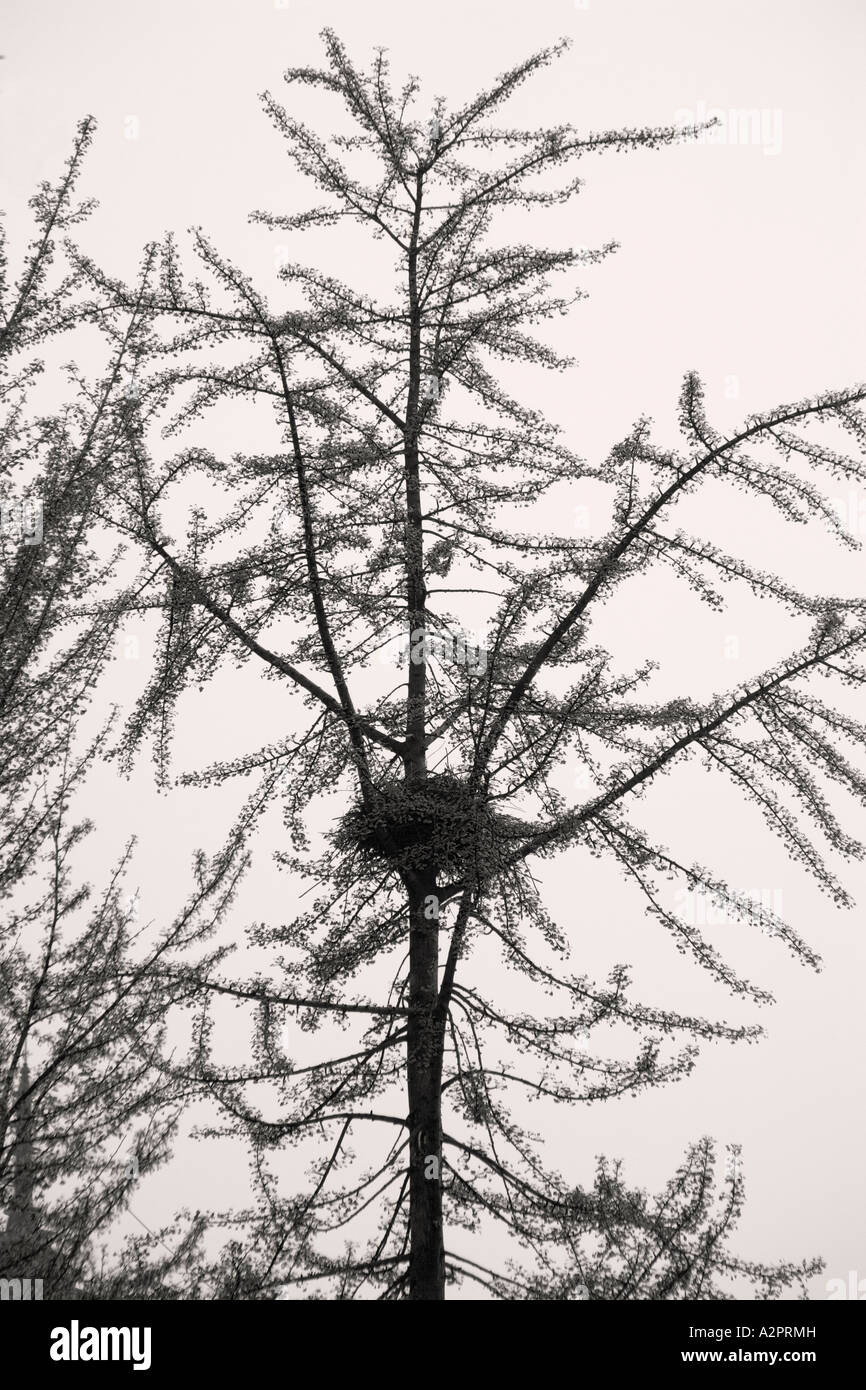 Stark nest hi-res stock photography and images - Alamy