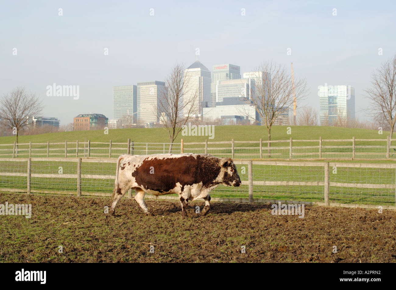 City farm Bull Stock Photo - Alamy