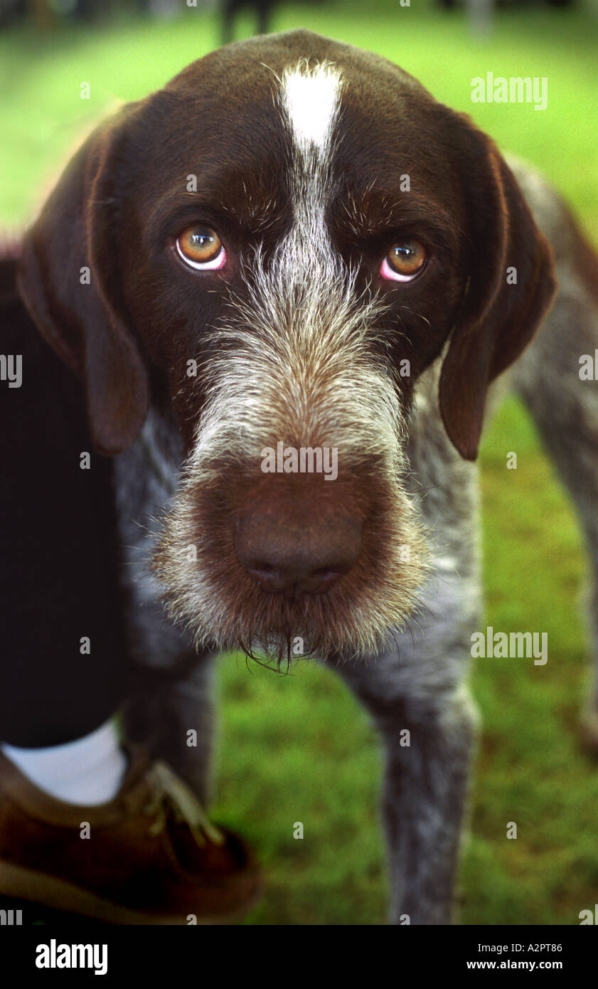 Hound at Kennel Club Show Stock Photo - Alamy