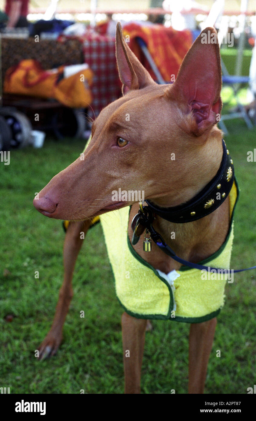 Pointed nose dog hi-res stock photography and images - Alamy