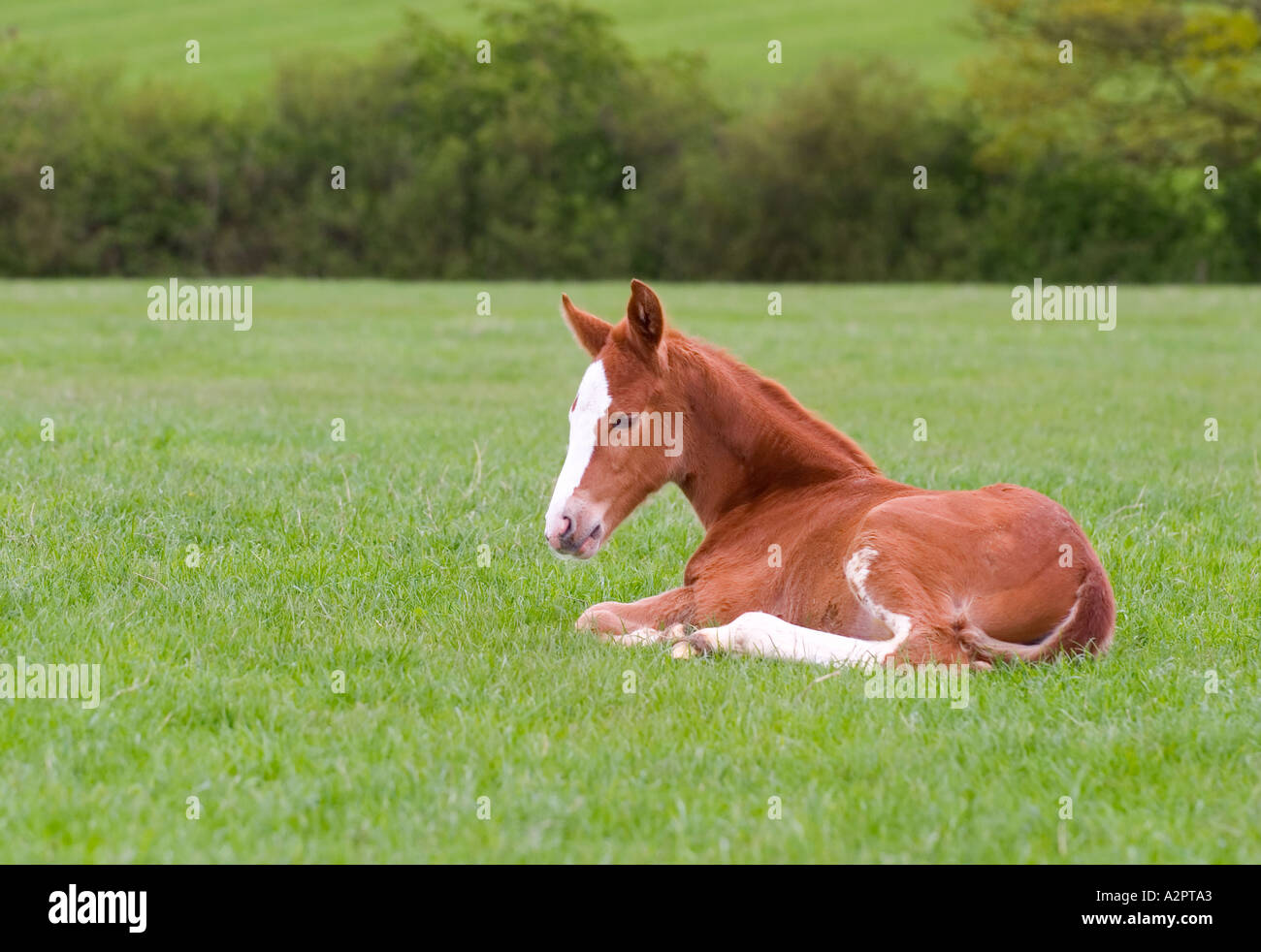 foal lying down warmblood foal relaxing Chilling out Stock Photo - Alamy