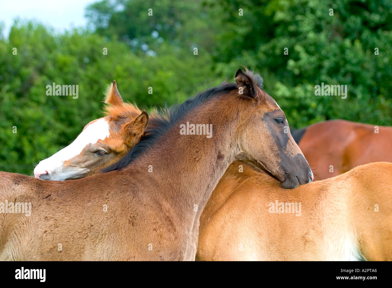 2 foals scratching each others backs You scratch my back and I will ...