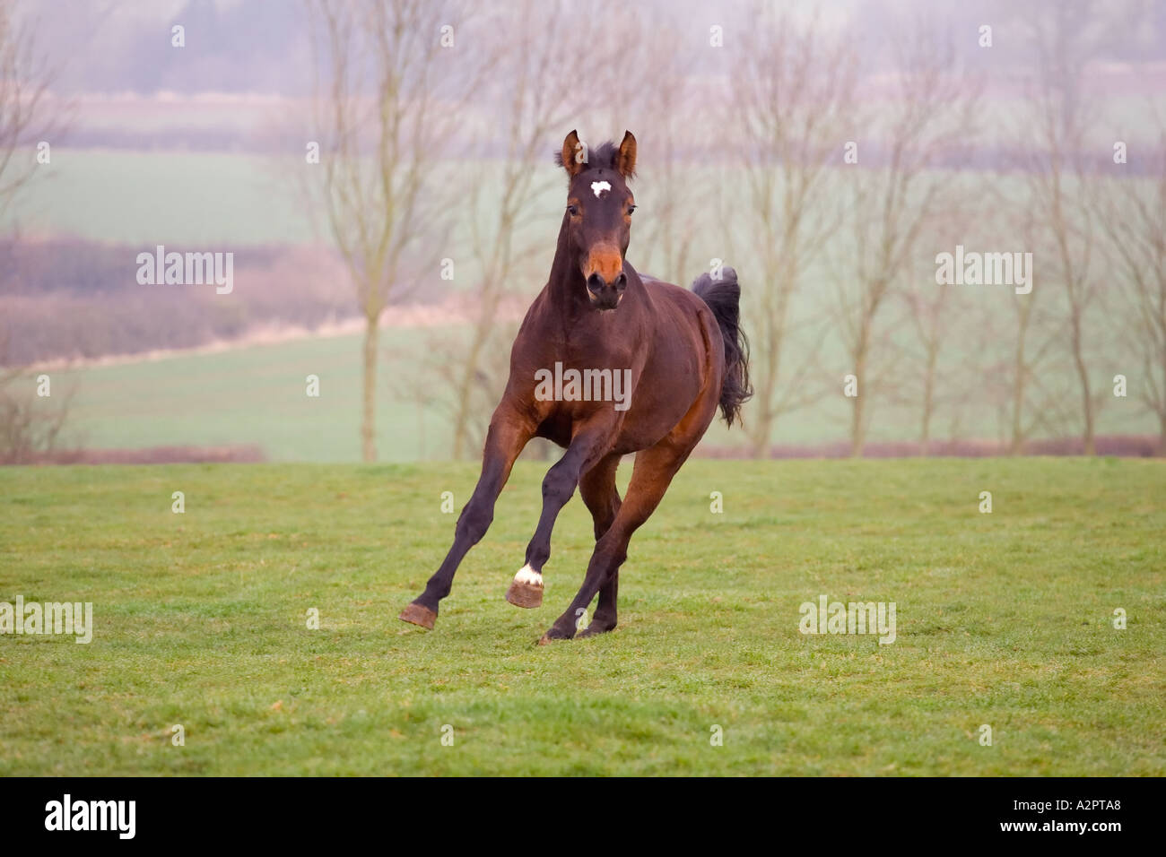 Horse galloping towards the camera Feeling good Stock Photo - Alamy