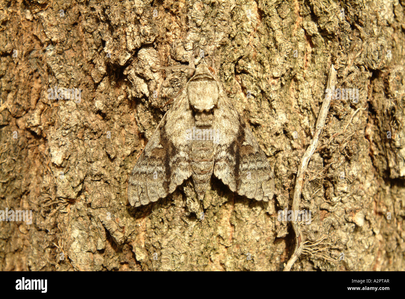 Moth blending in tree hi-res stock photography and images - Alamy