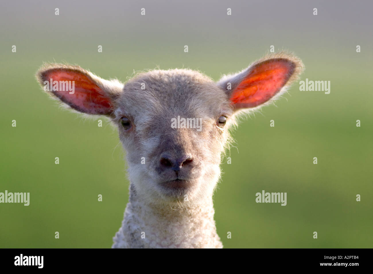 Lambs face close up Stock Photo - Alamy