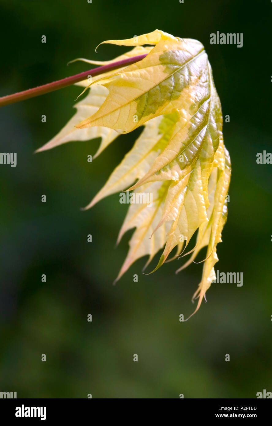 Opening Maple leaf Acer New growth Stock Photo - Alamy