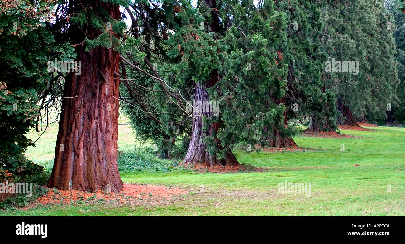 Huge cedars hi-res stock photography and images - Alamy