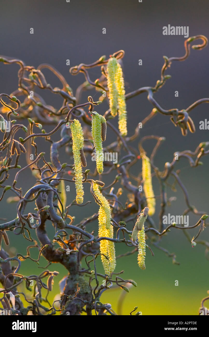 Twisted Hazel Corylus Corylus avellana Contorta Corkskrew Hazel Stock ...