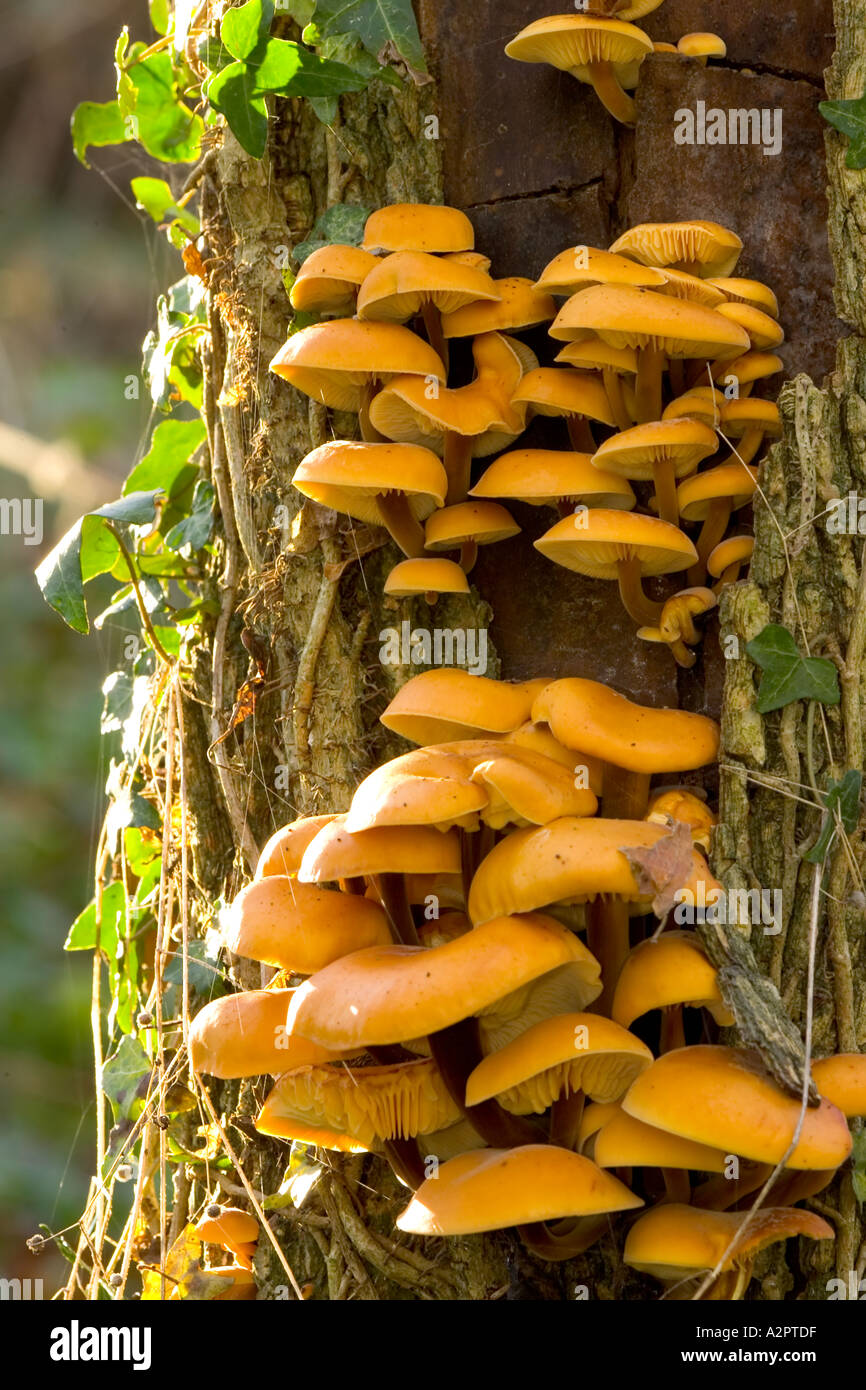 Velvet Shank Flammulina velutipes Tricholomataceae Stock Photo - Alamy