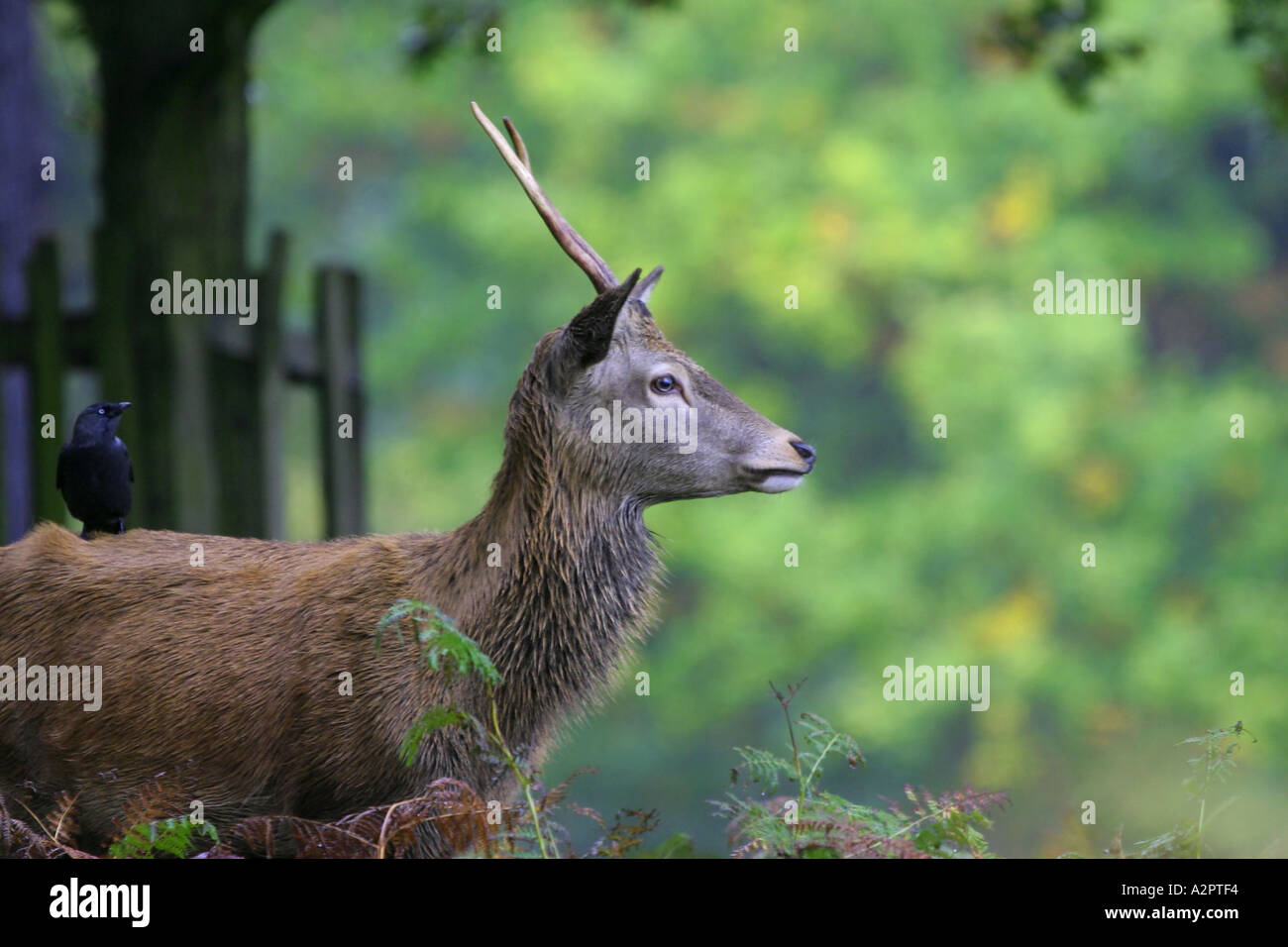 Juvenile red deer hi-res stock photography and images - Alamy