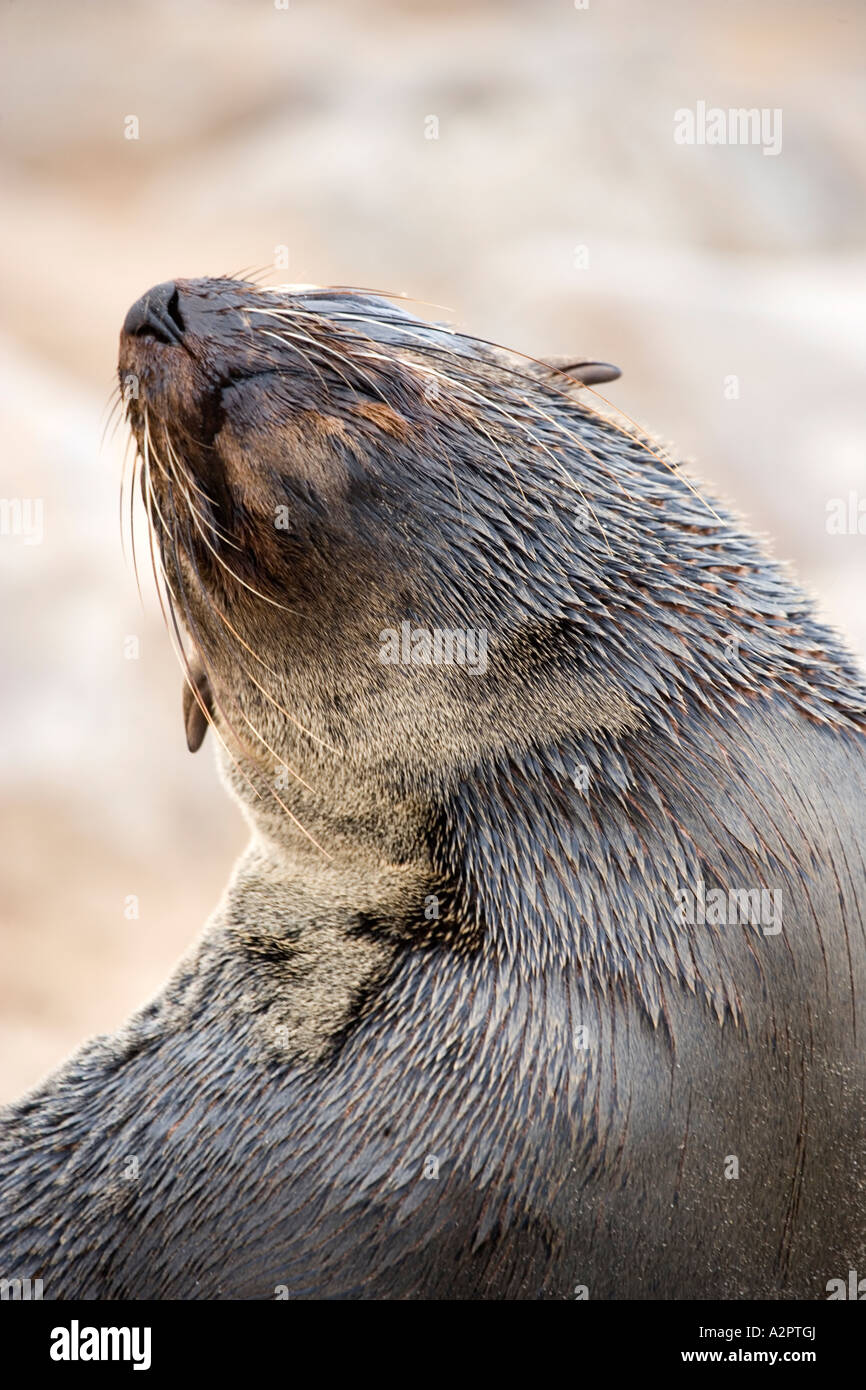 Cape Cross Seal Reserve Namibia Stock Photo - Alamy