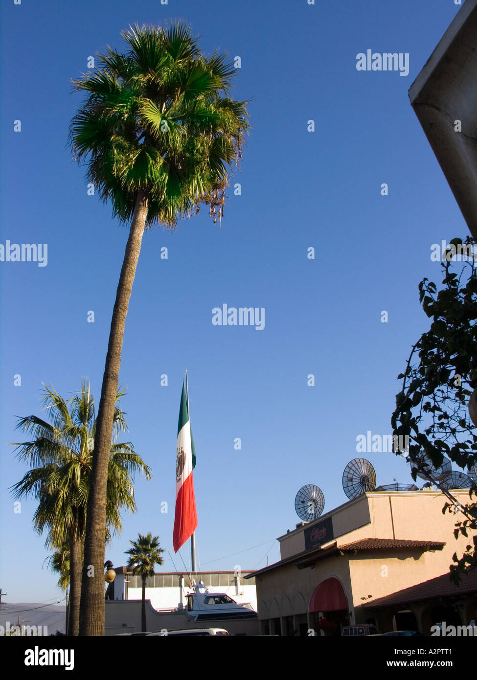 Green palm tree over Mexican flag Stock Photo - Alamy