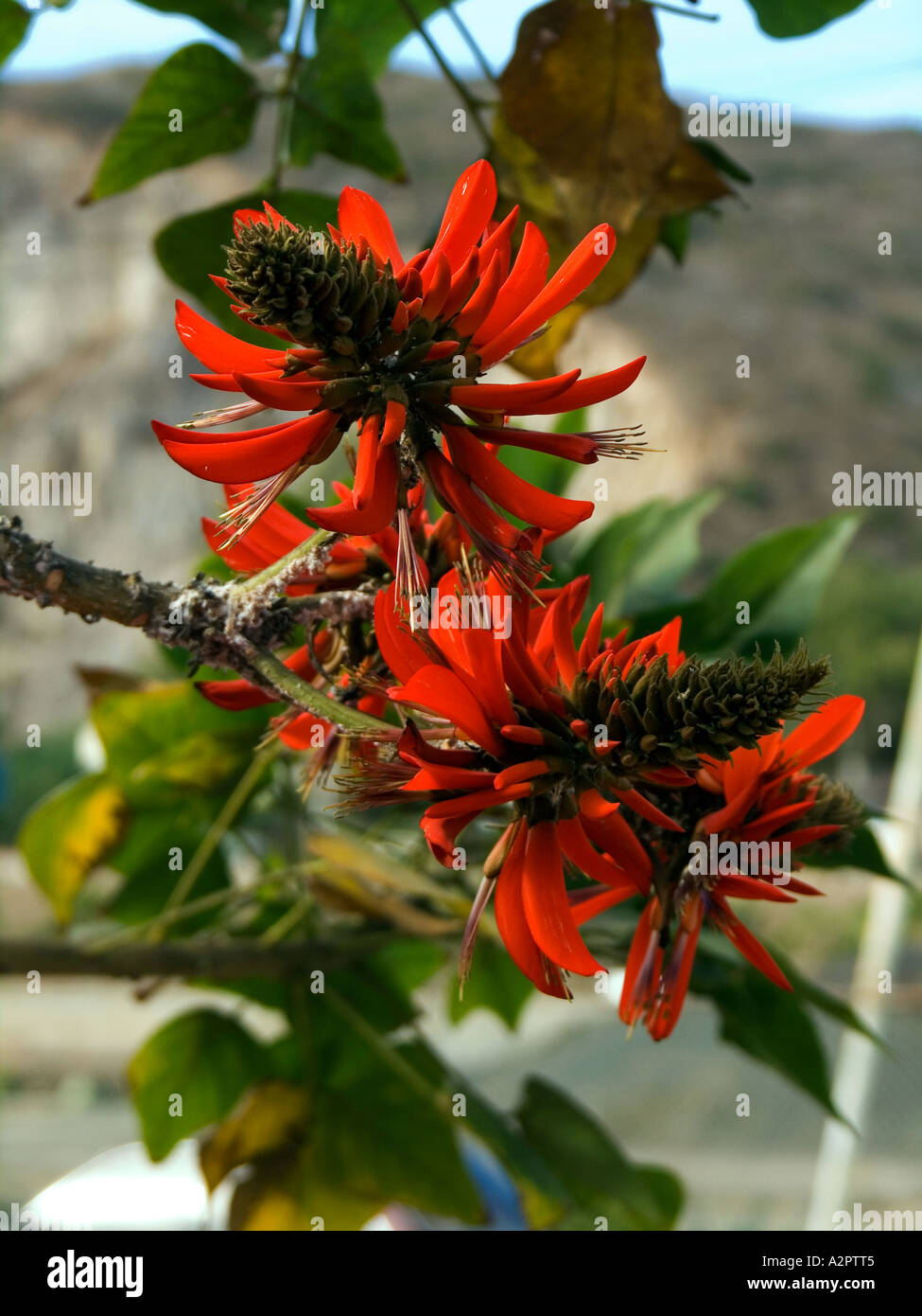 Red flowers of tree Mexico Stock Photo - Alamy