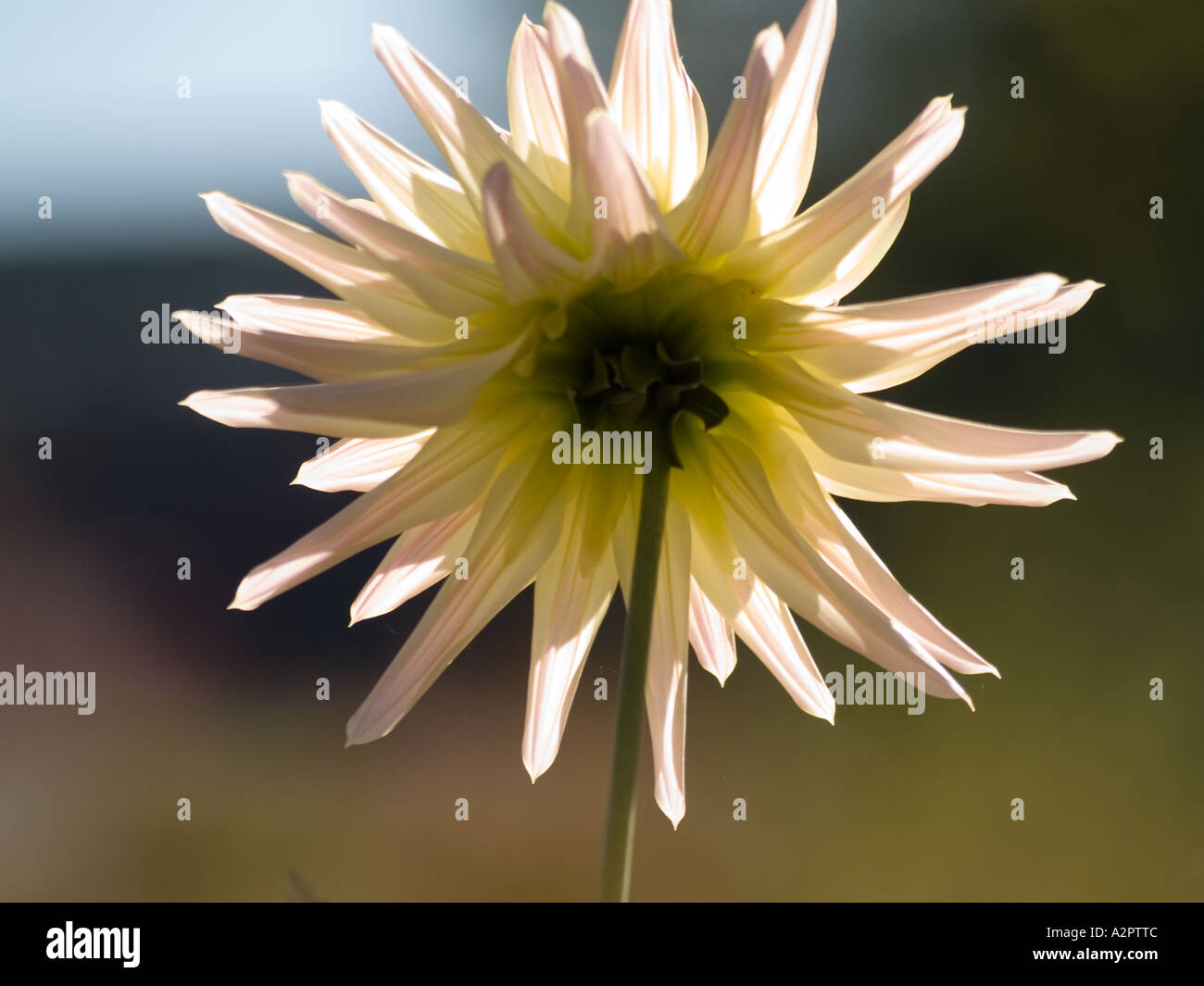 Flower in the sun Stock Photo - Alamy
