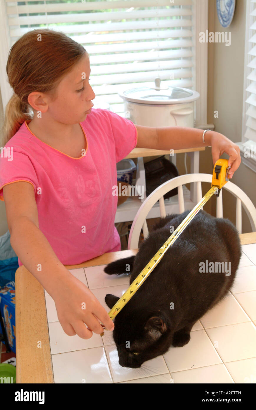 10 year old girl measuring her black cat with a measuring tape Stock ...