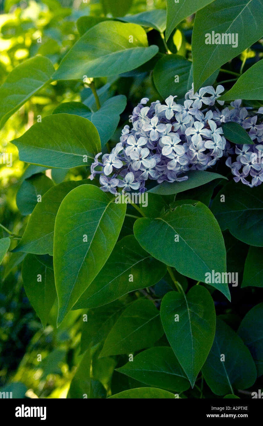 Blooming lilac or pipe tree in summer day Stock Photo - Alamy