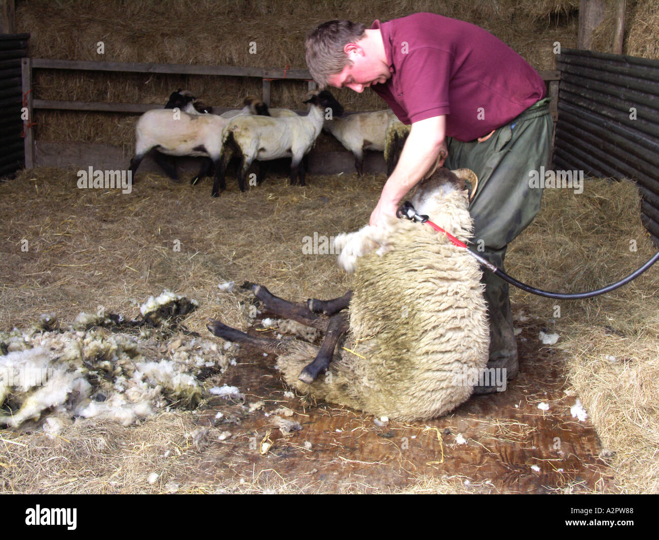 Man shearing sheep england hi-res stock photography and images - Alamy