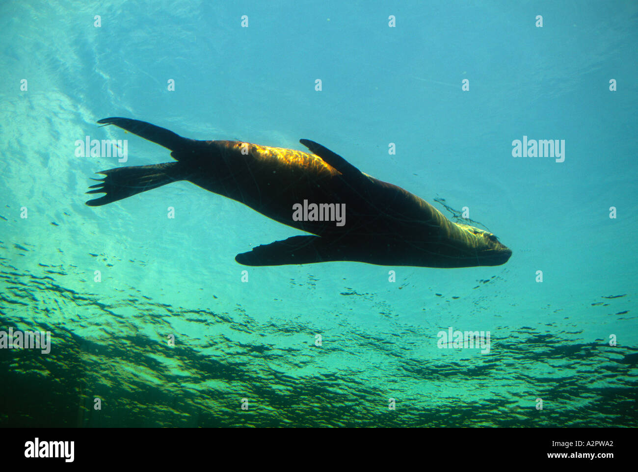 Patagonian sea lions swim overhead Colchester zoo Essex England Stock ...