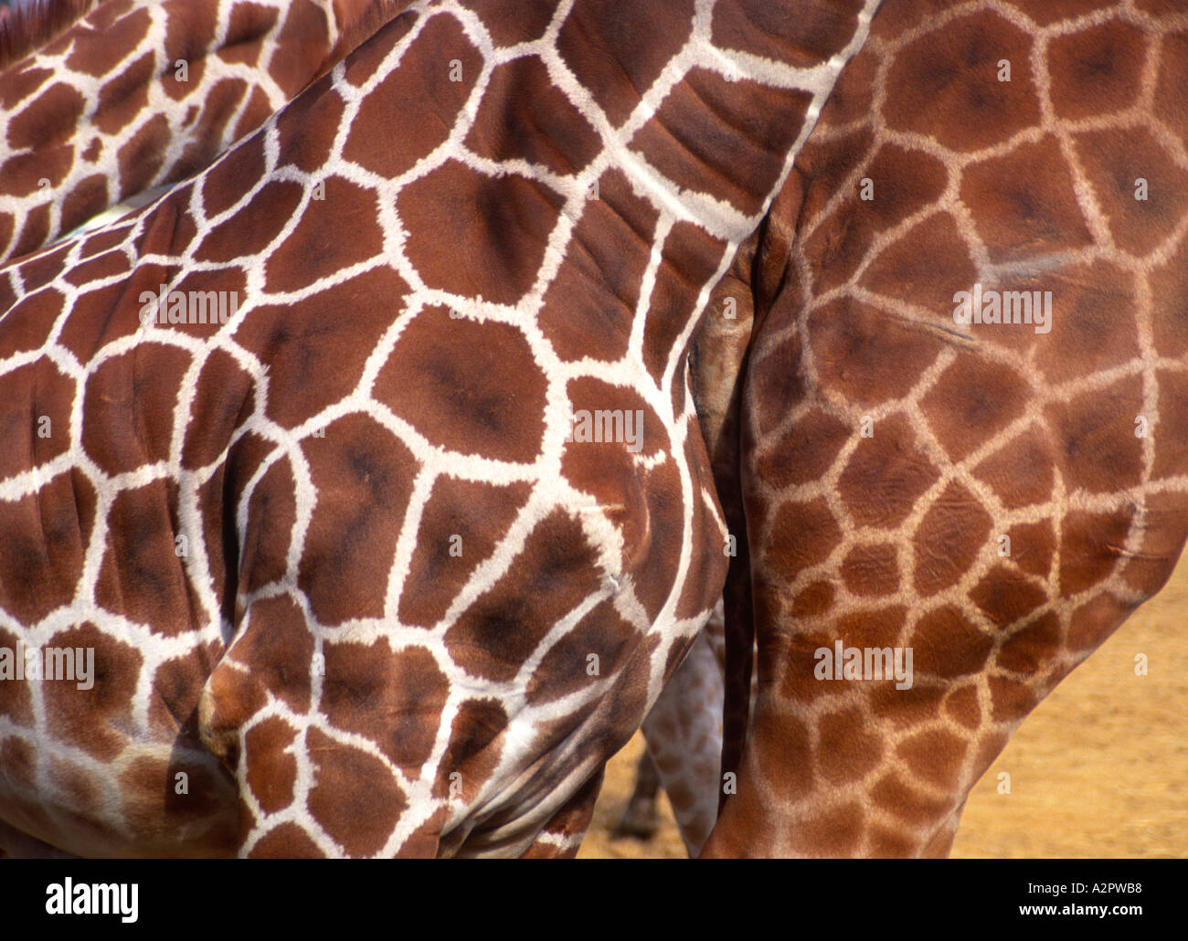 Close up of giraffes Colchester zoo Essex England Stock Photo - Alamy