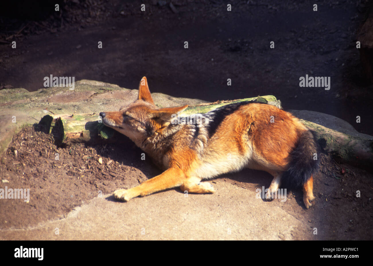 Black backed jackal canis mesomelas Colchester zoo Essex England Stock ...