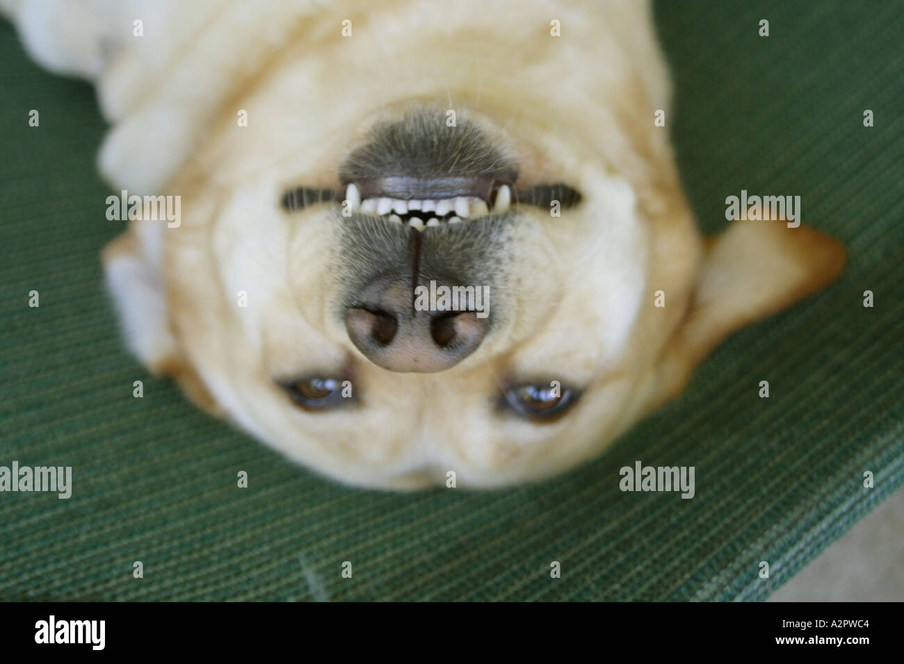 a labrador dog close up of its head upside down with a smile on its ...
