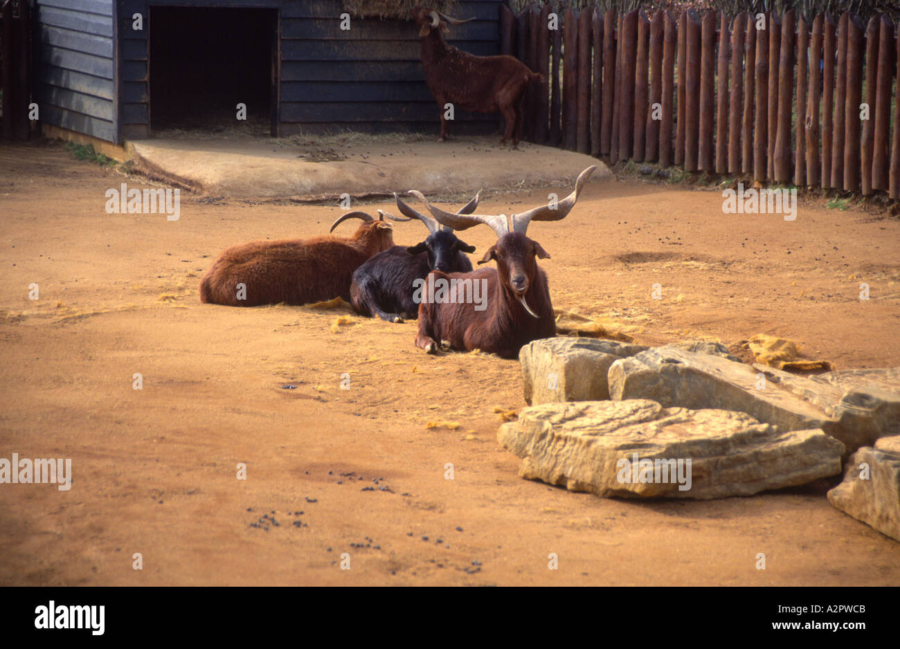 Rove goats hi-res stock photography and images - Alamy