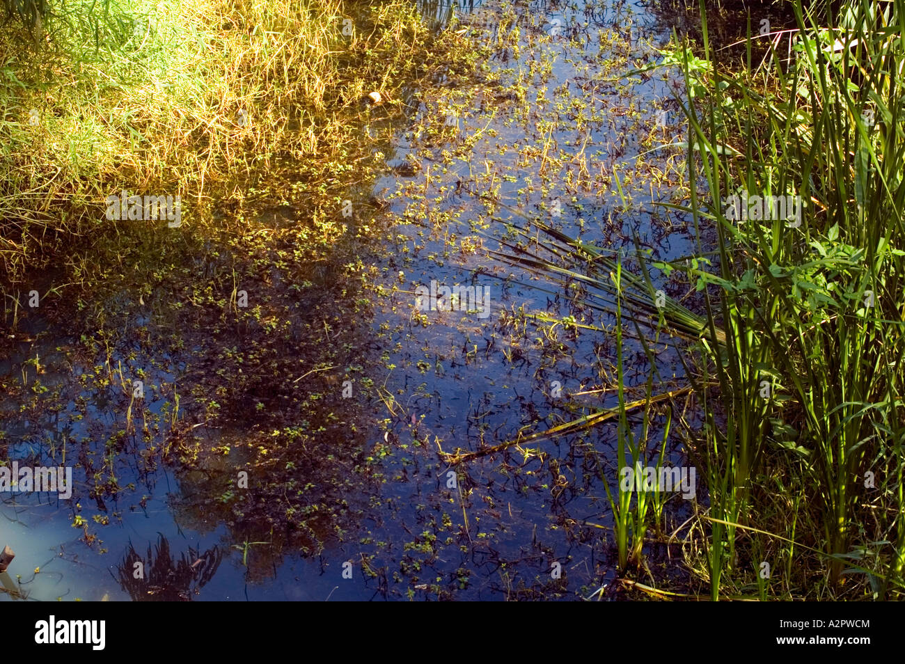 Still Swamp Water Stock Photo - Alamy