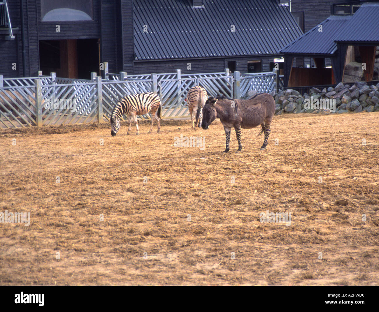 Zeedonk with zebras at Colchester zoo essex England Stock Photo - Alamy