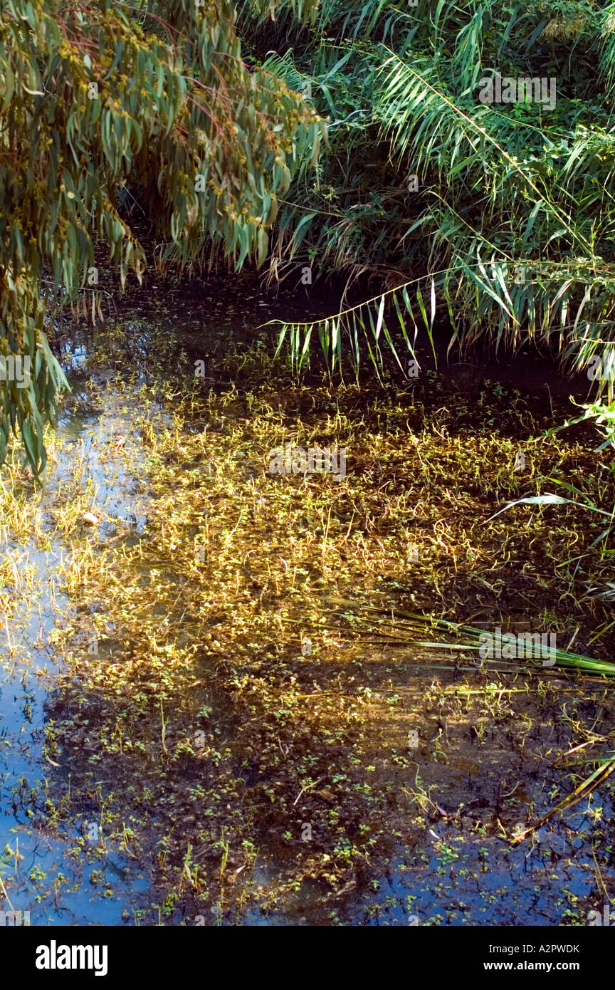 Still Swamp Water Stock Photo - Alamy