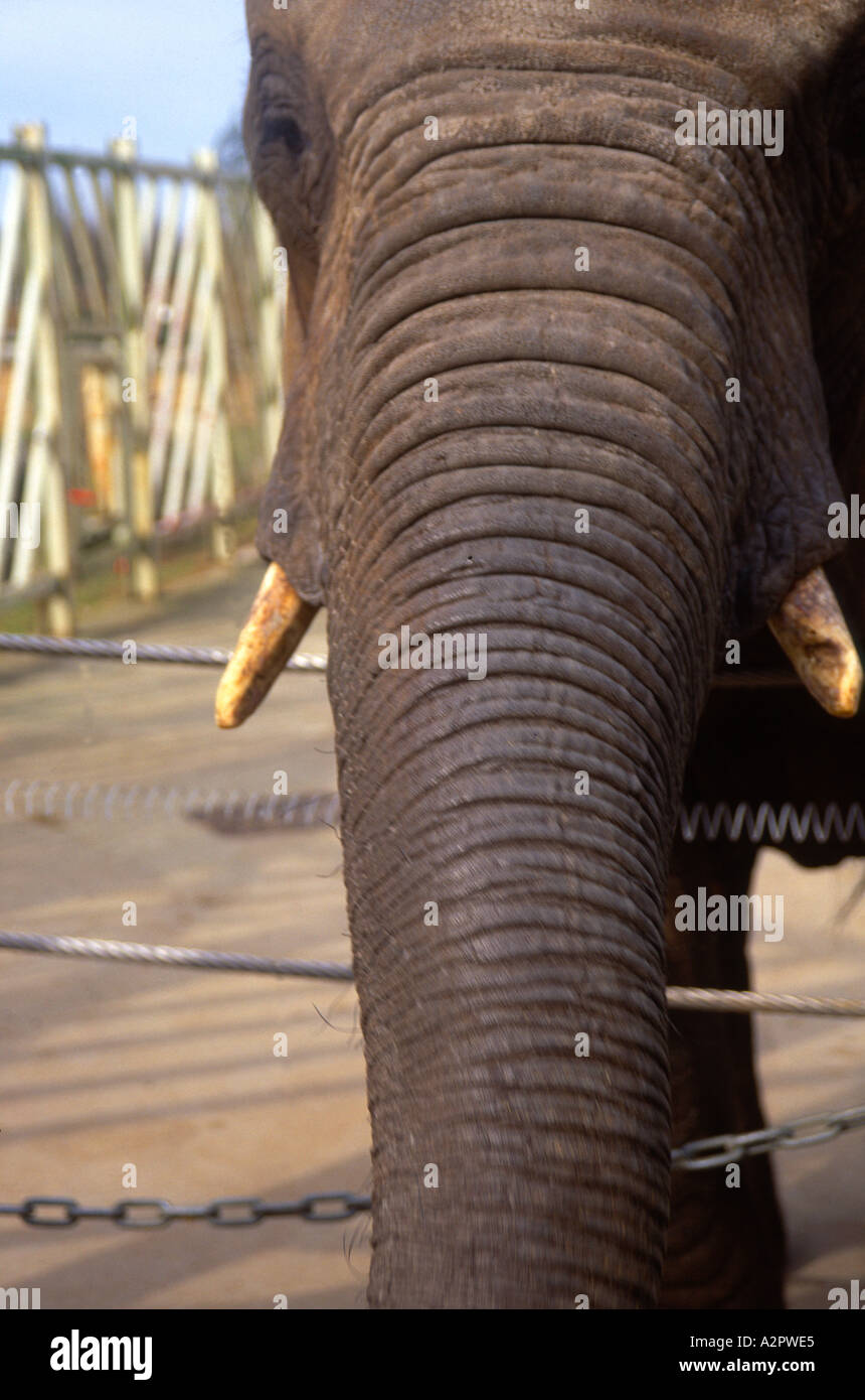 Enclosure colchester zoo hi-res stock photography and images - Alamy