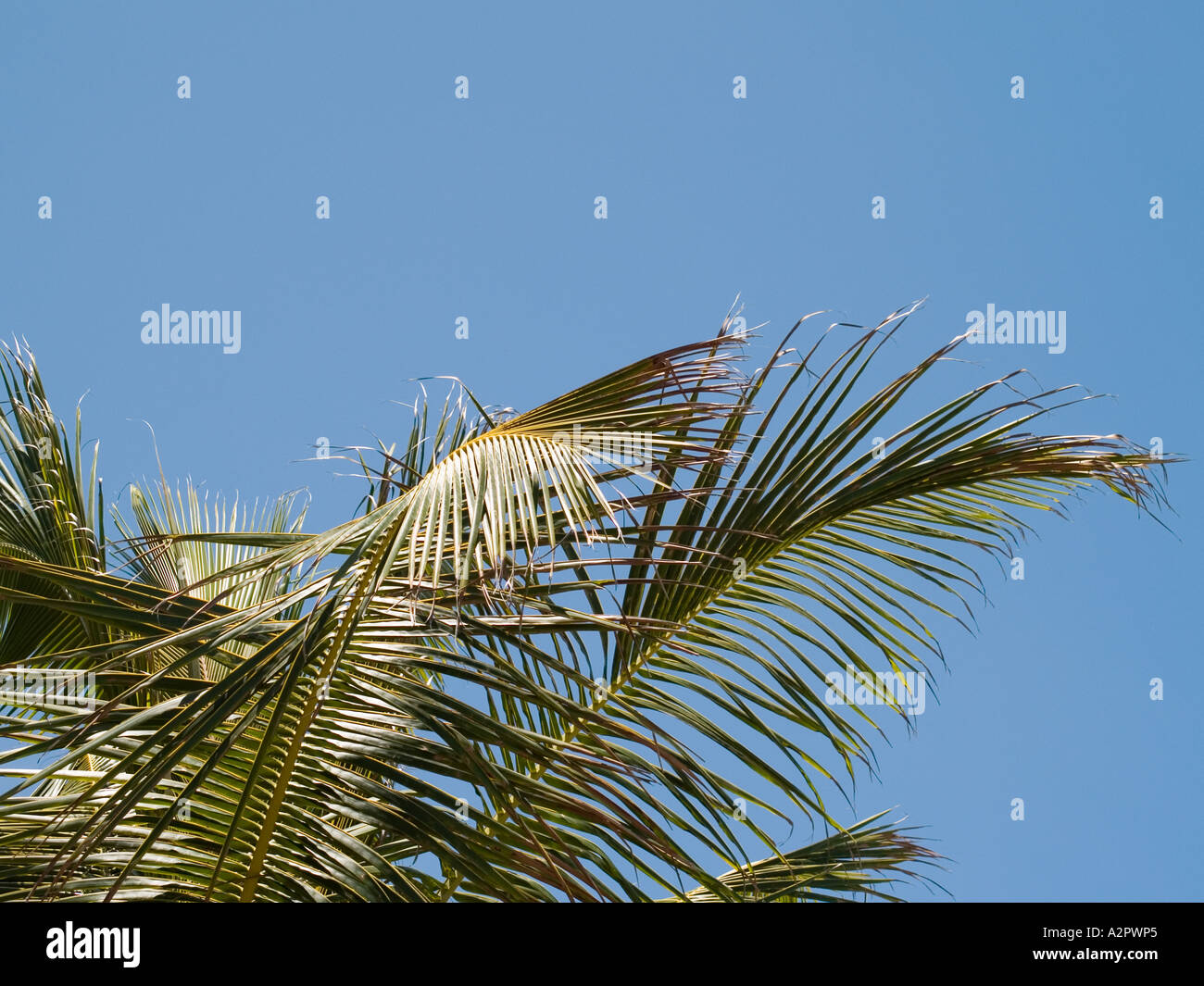 A plam tree hi-res stock photography and images - Alamy