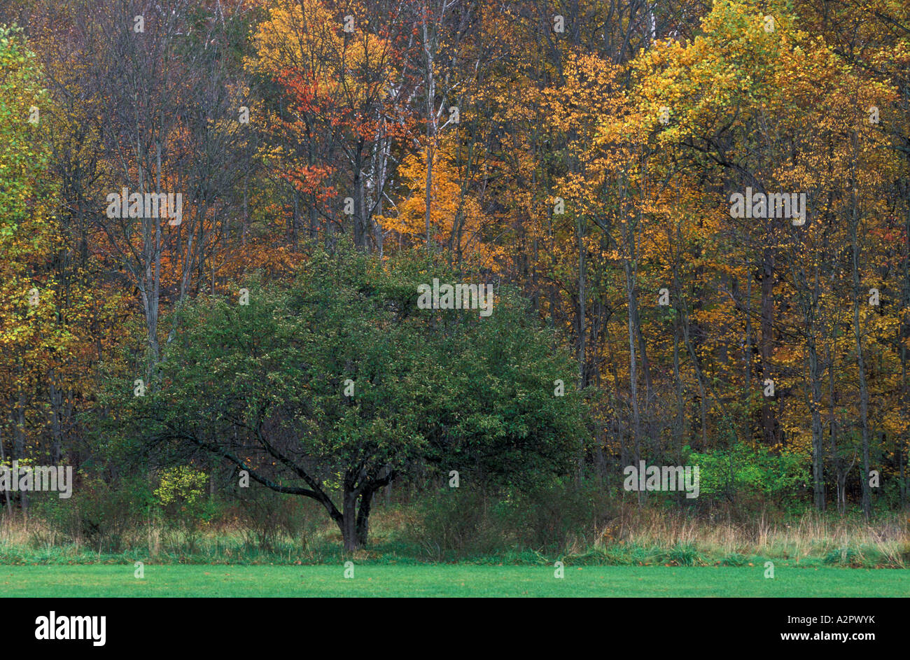 Tree with green leaves and Fall colors in the background Stock Photo ...