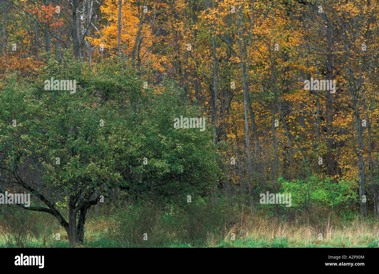 Tree with green leaves and Fall colors in the background Stock Photo ...
