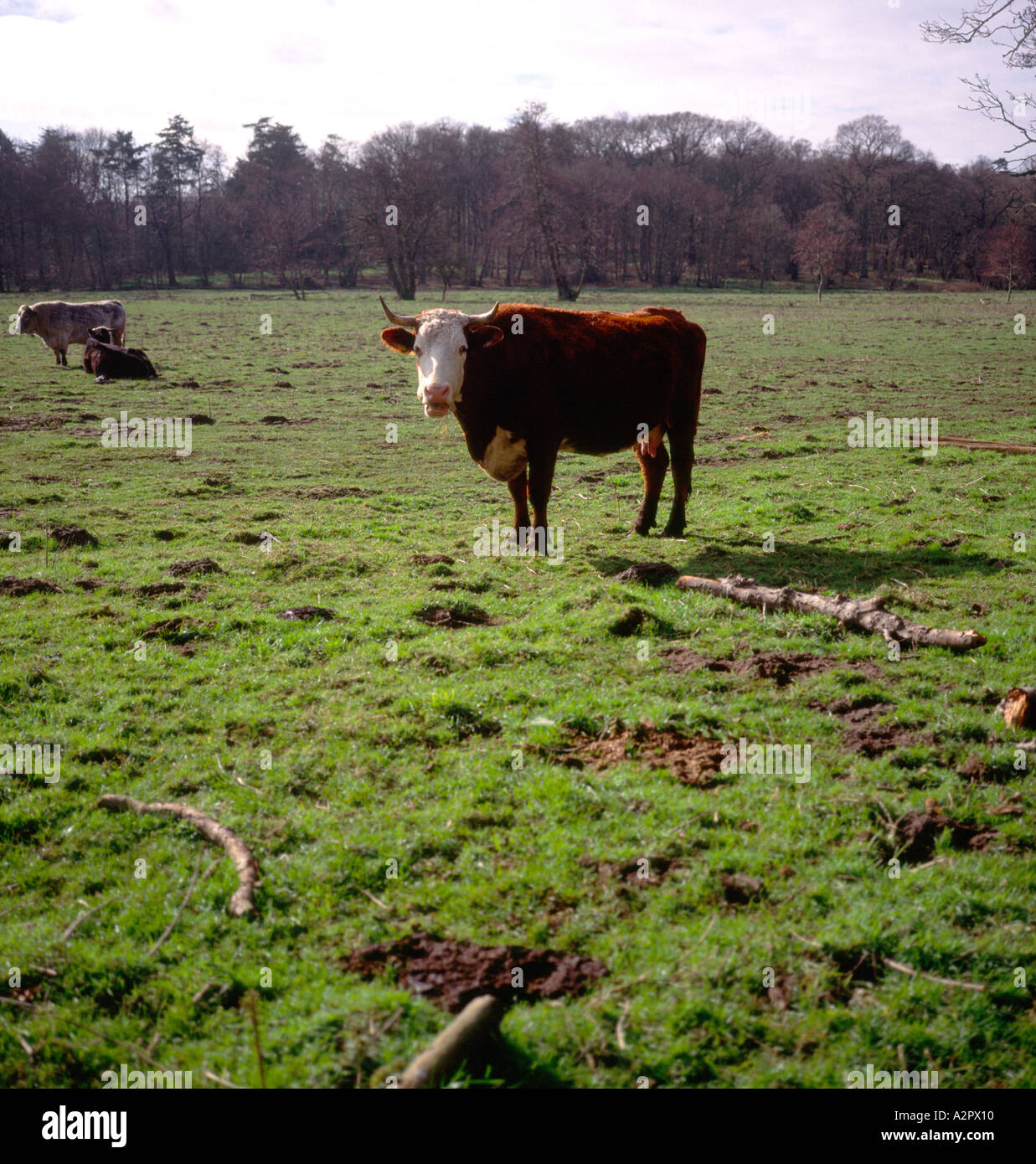 Suffolk Cow High Resolution Stock Photography and Images - Alamy